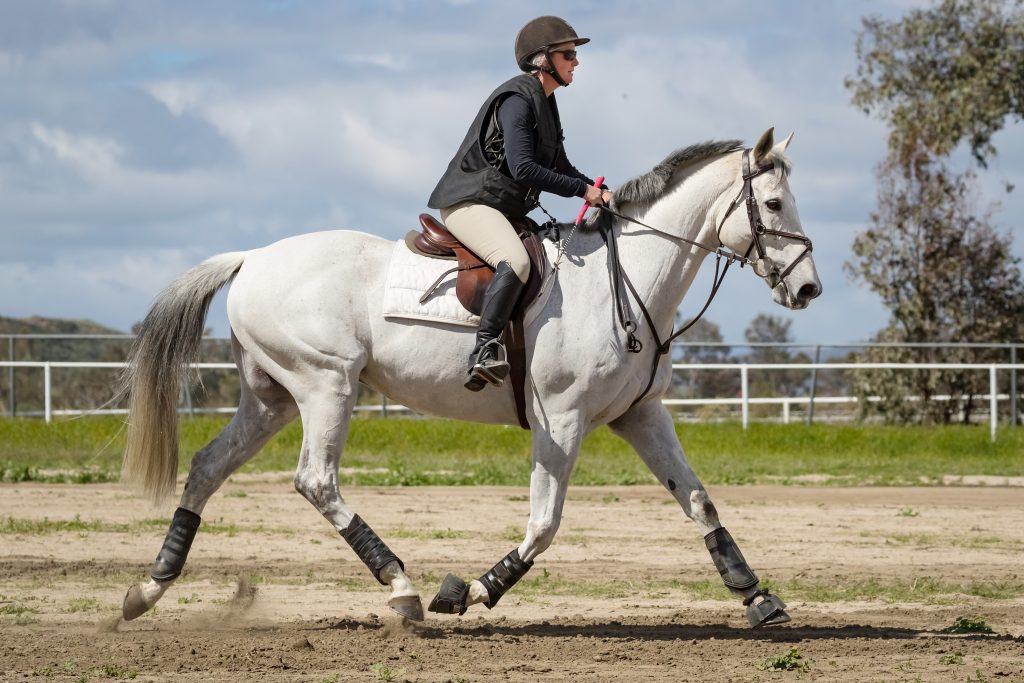 Rules Thoroughbred Classic Horse Show Rules Thoroughbred Classic Horse Show