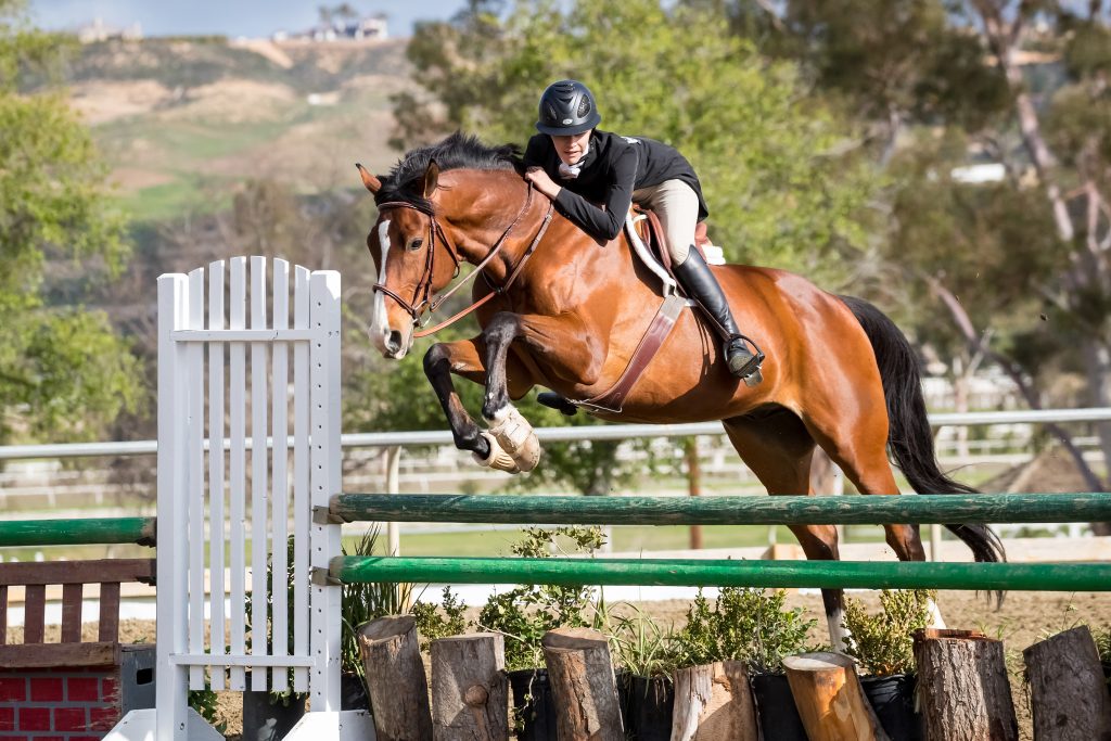 Home - Thoroughbred Classic Horse Show
